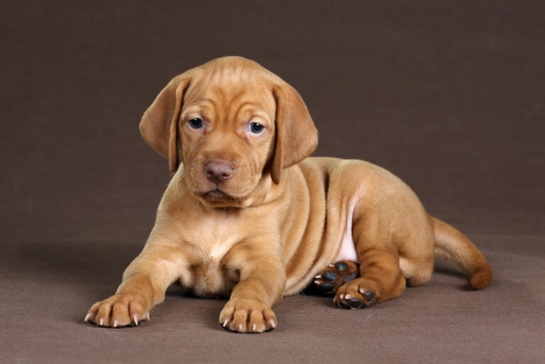 Do Puppy Eyes Change Color? Vet-Verified Facts & FAQ | Hepper Pet Resources