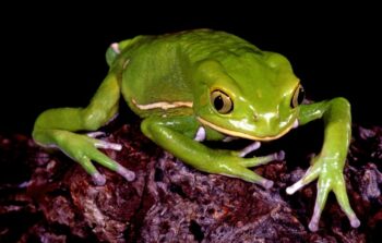 Why Do Frogs Croak at Night? Reasons, Science & FAQ | Hepper Pet Resources