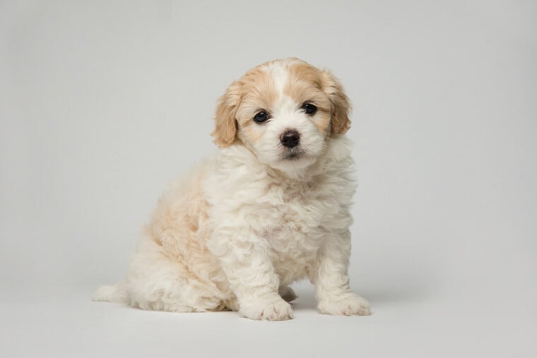 4 Beautiful Bichon Frise Colors: Variations Explained (with Pictures ...
