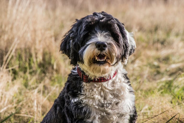 12 Best Designer Dog Collar Brands in 2026: High-End Options | Hepper ...