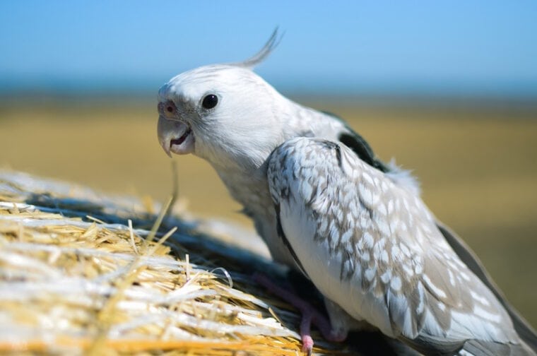 Whiteface Cockatiel: Facts, Origin & History (With Pictures) | Hepper ...