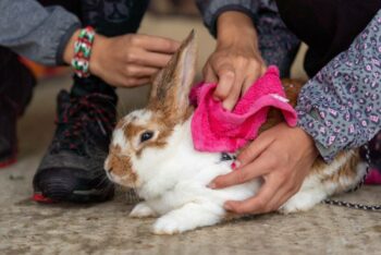 How to Bathe a Rabbit: Vet Reviewed Facts & Tips | Hepper Pet Resources