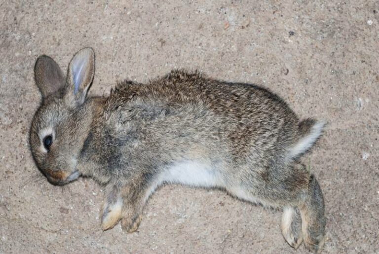 Why Do Baby Rabbits Die Suddenly? 11 Vet-Reviewed Common Reasons ...