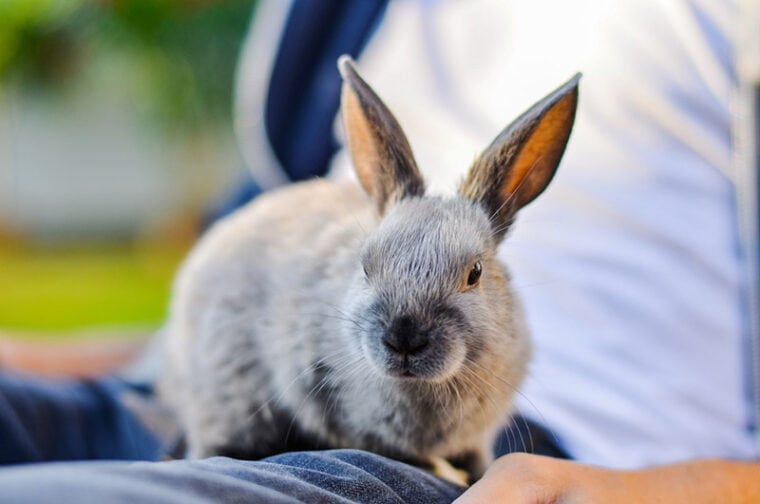 How to Play With Your Rabbit: 10 Great Ideas | Hepper Pet Resources