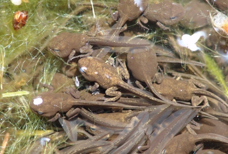 How Long Do Pet Frogs Live? Average Lifespan, Data & Care | Hepper Pet ...