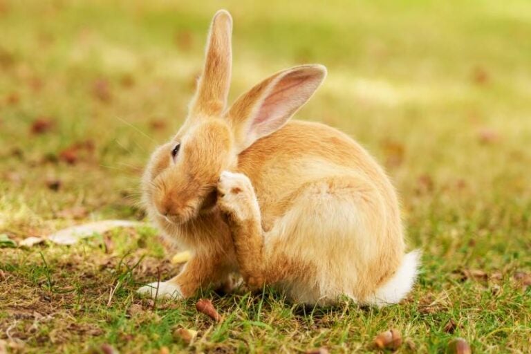 Why Do Rabbits Scratch? 6 Possible Reasons | Hepper Pet Resources