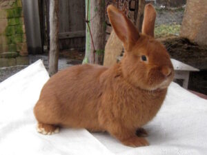 Thrianta Rabbit: Pictures, Care Guide, Lifespan & Traits | Hepper Pet ...