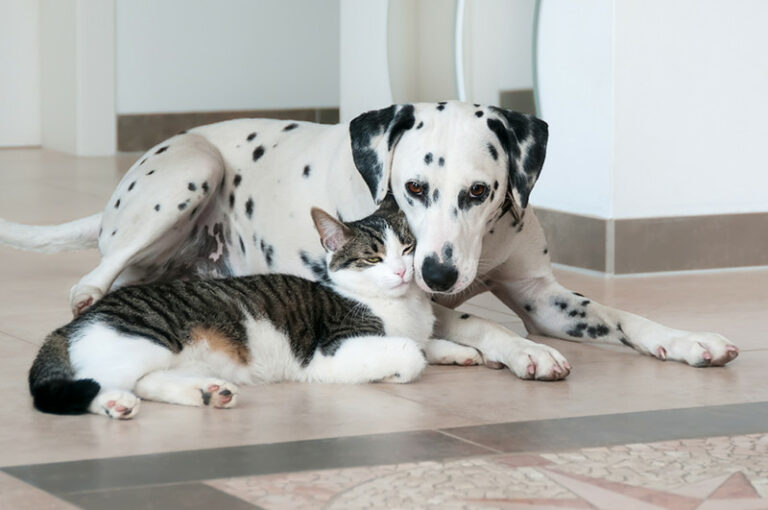 How to Foster a Cat: Complete Vet-Approved Guide | Hepper Pet Resources