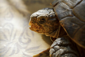 How to Tell If a Tortoise Is Dead: 9 Vet-Reviewed Signs to Look For ...