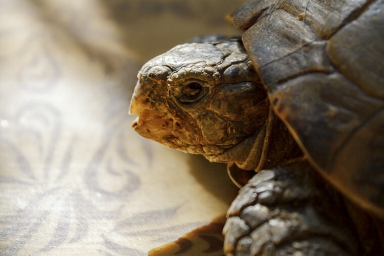 How Often Do Tortoises Poop? Our Vet Answers | Hepper Pet Resources