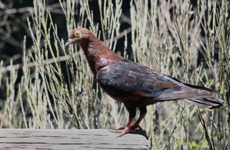 12 Rare & Exotic Pet Bird Species (With Info & Pictures) | Hepper Pet ...