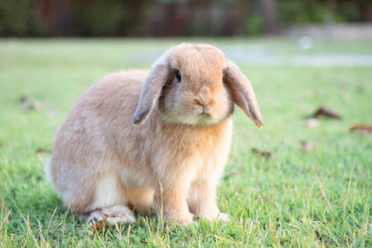 Holland Lop Rabbit: Info, Care, Diet, Pictures & More | Hepper Pet ...