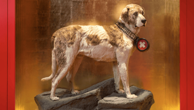 12 Hero Dogs That Saved Lives (With Pictures & Their Feats) | Hepper ...