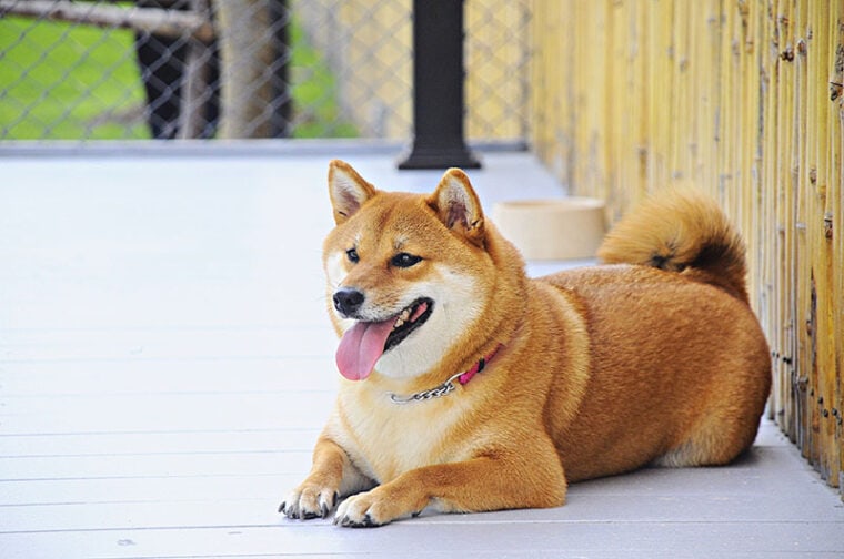 8 Common Shiba Inu Health Problems: Our Vet Explains | Hepper Pet Resources