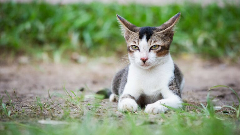 What Is My Cat’s IQ? Vet-Approved Facts & Tips | Hepper Pet Resources