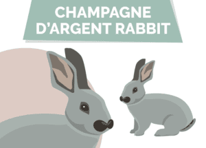 Champagne D’Argent Rabbit: Pictures, Care Guide, Lifespan & Traits ...