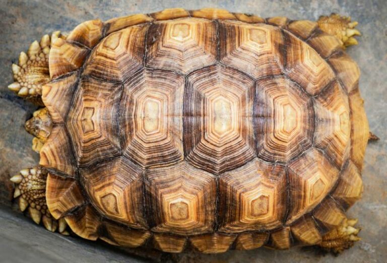 How to Tell if a Turtle Is Dead: 8 Vet-Reviewed Signs to Look For ...