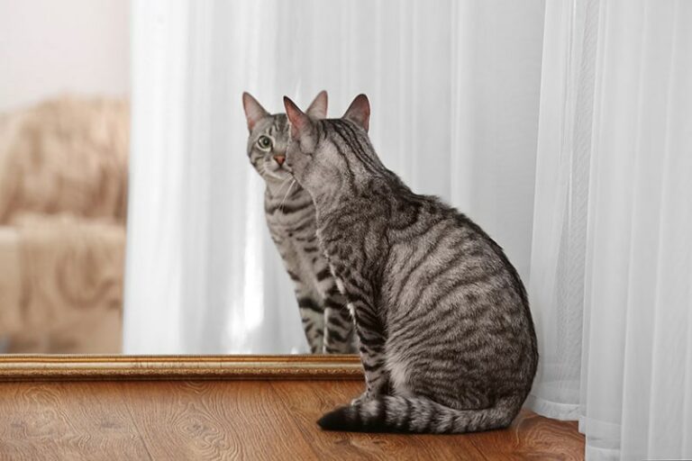 220 Cat Names That Start with P for Your Kitty | Hepper Pet Resources