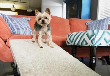 10 Free DIY Cat Ladder Plans You Can Make Today (With Pictures ...