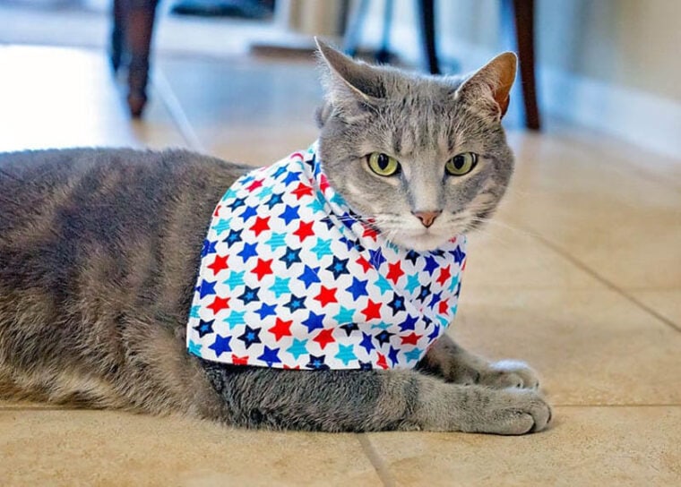15 DIY Cat Clothes - Plans & Patterns You Can Make Today (With Pictures ...