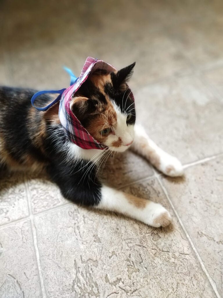 5 DIY Cat Cones You Can Make Today (With Pictures) | Hepper Pet Resources