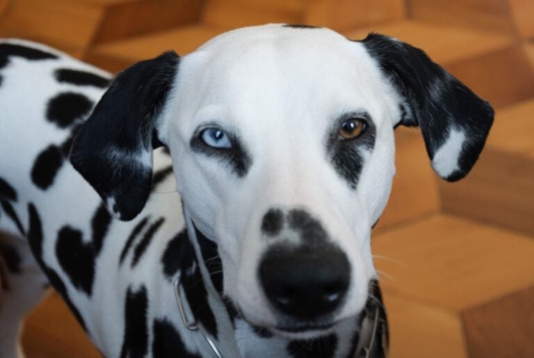 10 Dalmatian Colors: Exploring the Surprising Variety | Hepper Pet ...