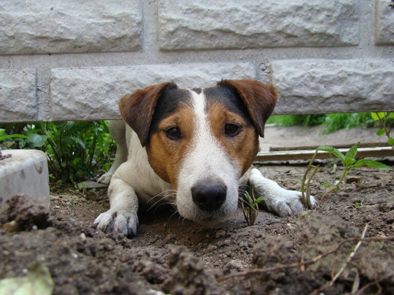 How to Stop a Dog From Digging Up Your Yard: 12 Proven Methods | Hepper ...
