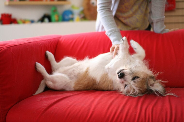 Why Do Dogs Roll Around on Their Backs? 8 Possible Reasons | Hepper Pet ...