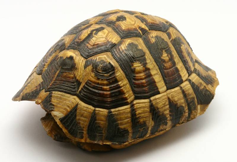 How to Tell if a Turtle Is Dead: 8 Vet-Reviewed Signs to Look For ...