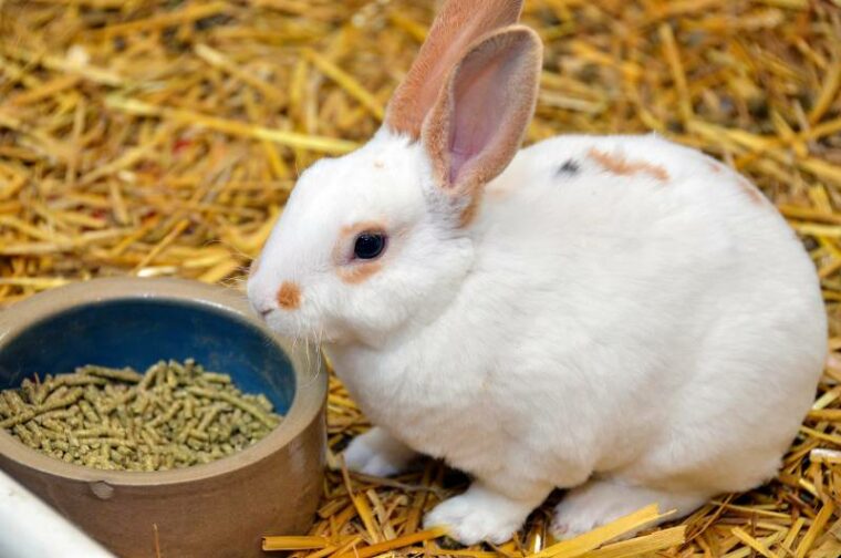 When Do Rabbits Stop Growing? Vet-Reviewed Life Stages & Size Guide ...