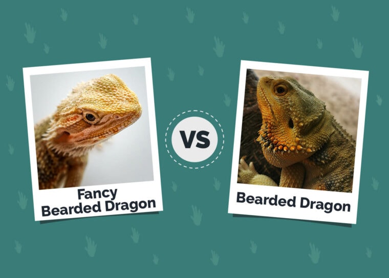 Leather Back Bearded Dragons: Info, Pictures, Habitat & Care Guide ...