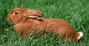 12 Adorable Rabbit Colors & Patterns (With Pictures) | Hepper Pet Resources