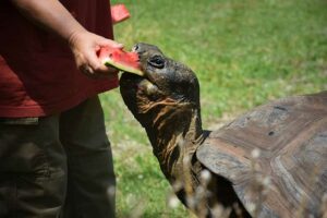 How Much & How Often to Feed Tortoises: Vet-Reviewed Guide | Hepper Pet ...