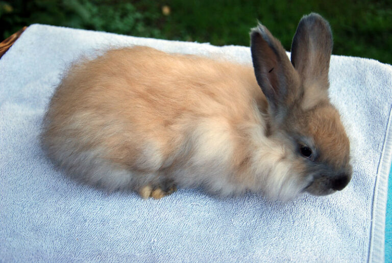 Molting in Rabbits: Signs, Causes & Care | Hepper Pet Resources