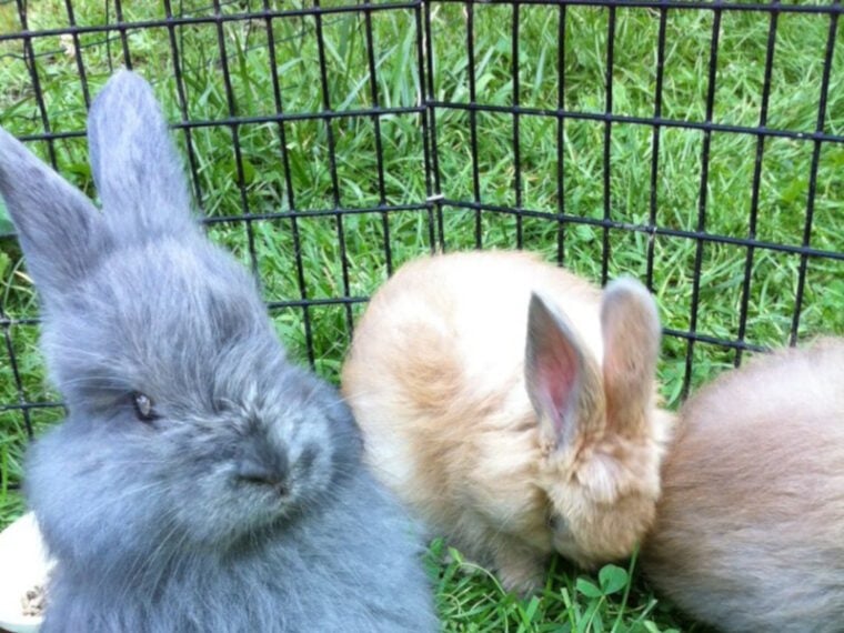 French Angora Rabbit: Pictures, Care Guide, Lifespan & Traits | Hepper ...