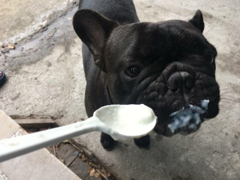 Acid Reflux in Dogs: Signs, Causes & Treatment (Vet Answer) | Hepper ...