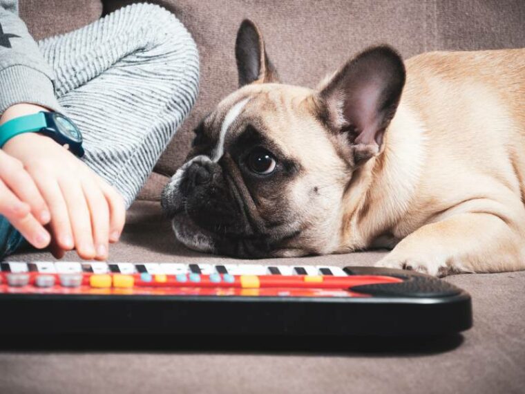 10 Calm Songs for Dogs to Relax Your Furry Friend (With Videos ...