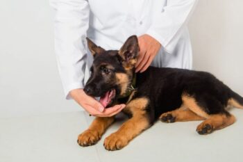 Why Does My Puppy Drink So Much Water? Reasons & Hydration Guide (Vet ...