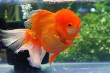 What Happens When You Overfeed a Fish? 8 Vet-Approved Issues | Hepper ...