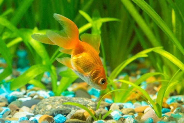 How to Take Care of Goldfish: Vet Approved Beginner’s Guide | Hepper ...