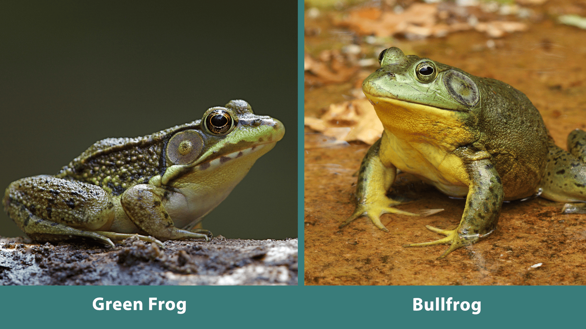 Green Frog vs Bullfrog: What’s the Difference? Vet-Verified Facts ...