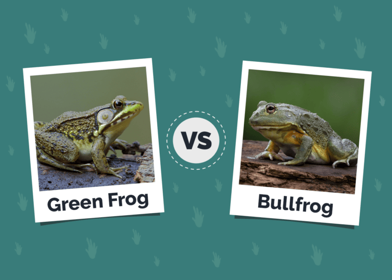 Green Frog vs Bullfrog: What’s the Difference? Vet-Verified Facts ...