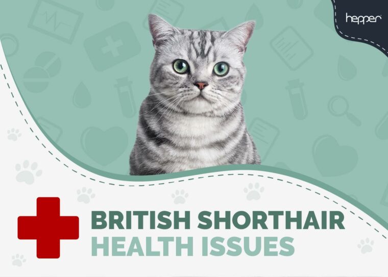 9 Common British Shorthair Cat Health Problems: Vet-Approved Facts ...