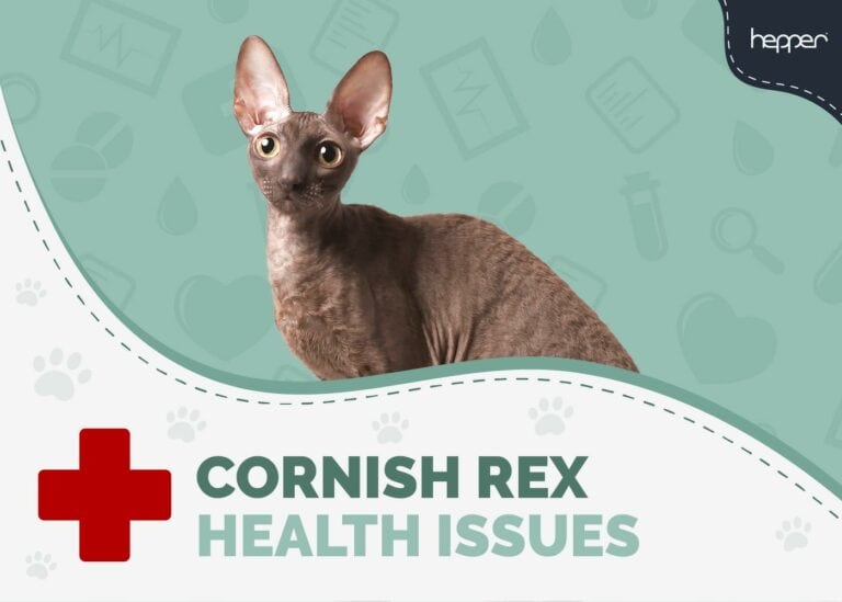 17 Common Devon Rex Cat Health Problems: Vet Approved Facts | Hepper ...