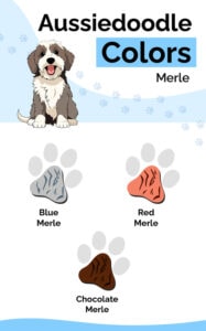 6 Aussiedoodle Colors, Patterns & Coat Types (With Pictures) | Hepper ...