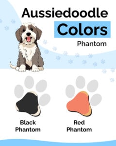 6 Aussiedoodle Colors, Patterns & Coat Types (With Pictures) | Hepper ...