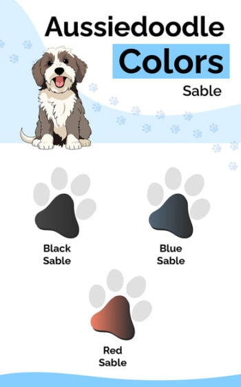 6 Aussiedoodle Colors, Patterns & Coat Types (With Pictures) | Hepper ...