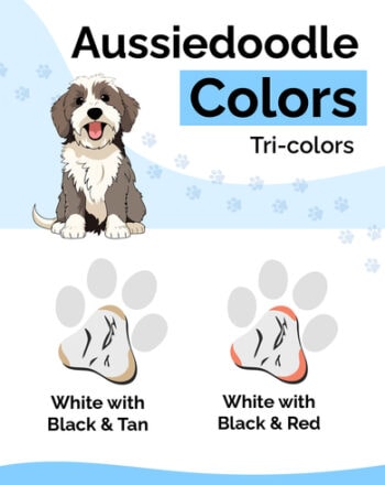 6 Aussiedoodle Colors, Patterns & Coat Types (With Pictures) | Hepper ...