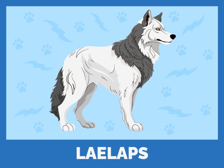 10 Fascinating Mythical Dogs (With Illustrations) | Hepper Pet Resources