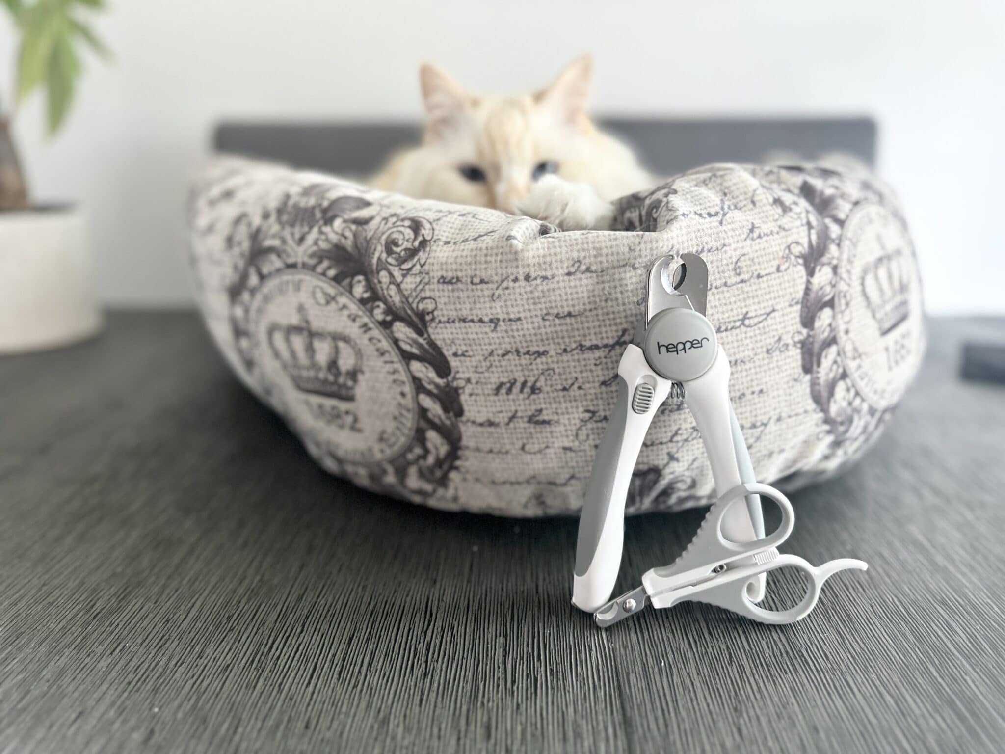 Ragdoll Cat Grooming (Step-by-Step Guide) | Hepper Pet Resources